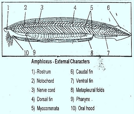 AMPHIOXUS-SKELETON : | BIOZOOM